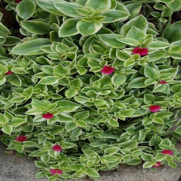 Baby sun rose – The Roots Nursery
